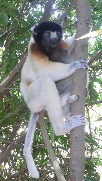 Crowned Sifaka Maker Scratchpad Youtube Wiki Fandom