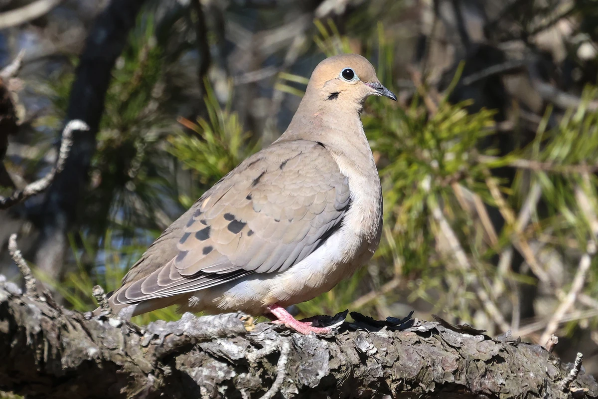 Mourning Dove | Maker Scratchpad YouTube Wiki | Fandom