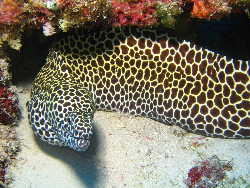 Honeycomb Moray | Maker Scratchpad YouTube Wiki | Fandom