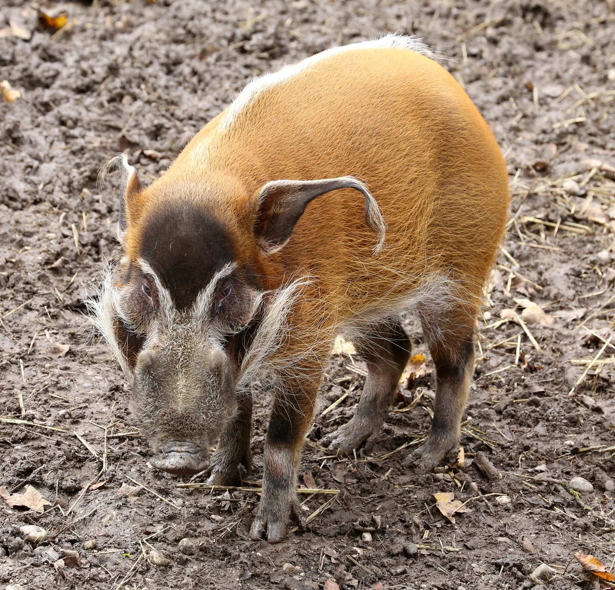 Red River Hog | Maker Scratchpad YouTube Wiki | Fandom