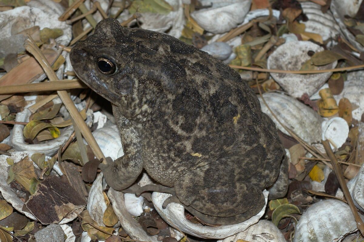 African Common Toad Maker Scratchpad Youtube Wiki Fandom