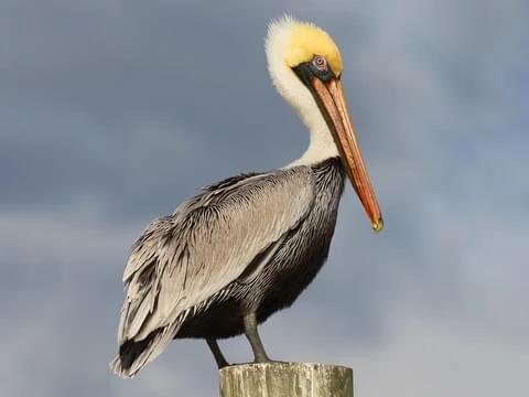 Brown Pelican | Maker Scratchpad YouTube Wiki | Fandom