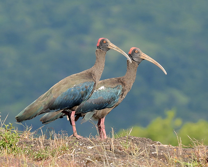 Red Naped Ibis Maker Scratchpad Youtube Wiki Fandom