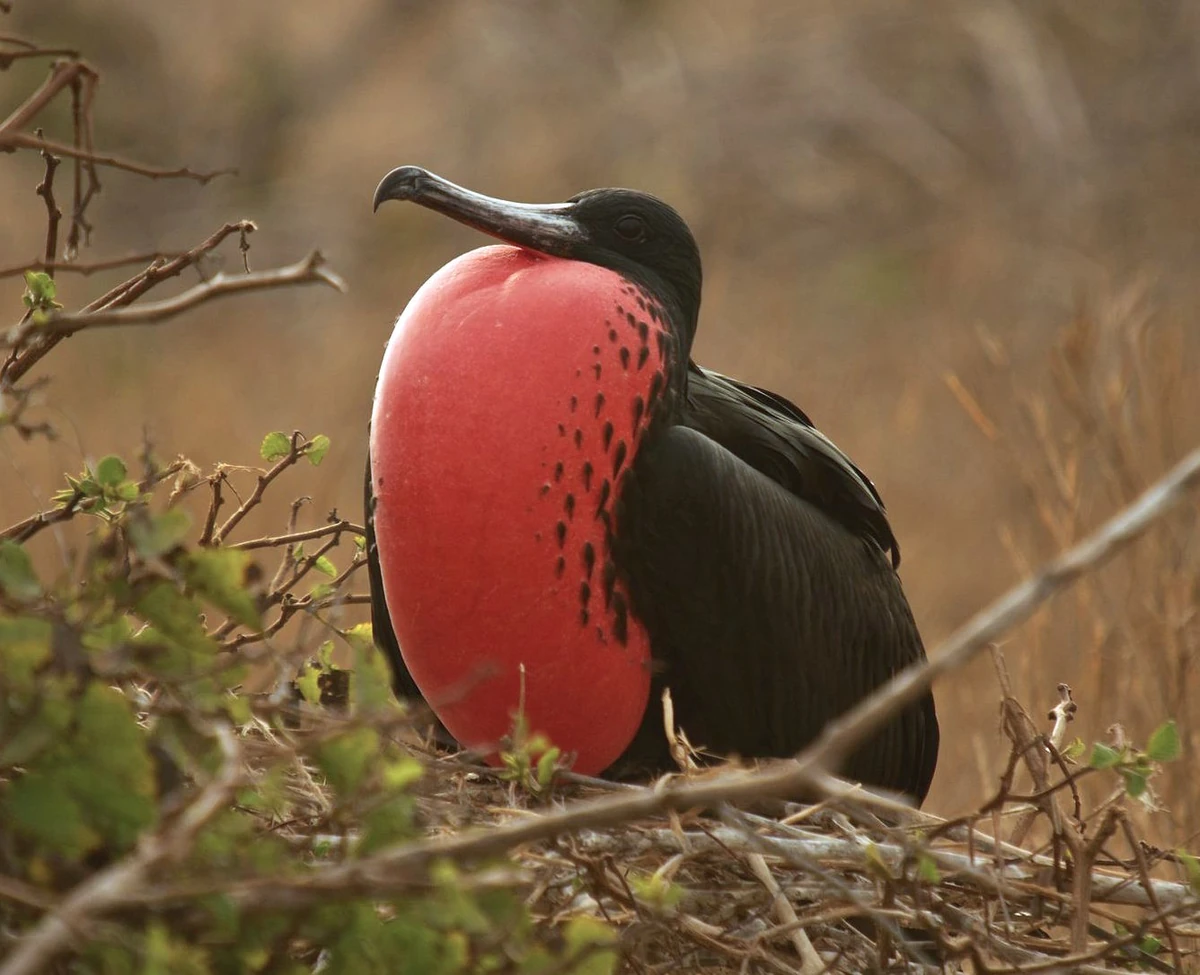 Magnificent Frigatebird | Maker Scratchpad YouTube Wiki | Fandom