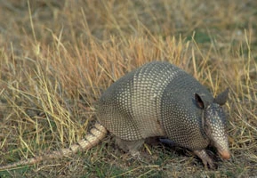 Nine-Banded Armadillo | Maker Scratchpad YouTube Wiki | Fandom