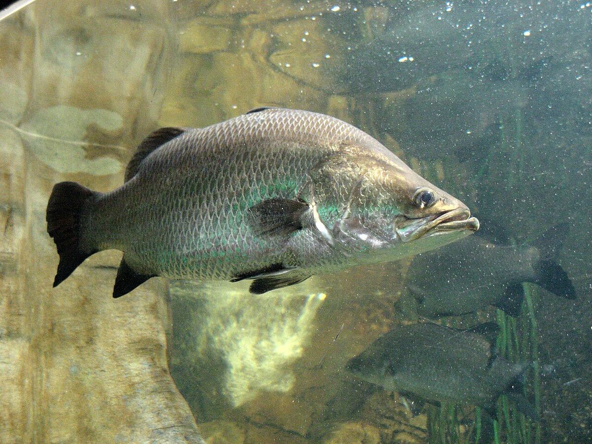 Barramundi Maker Scratchpad Youtube Wiki Fandom