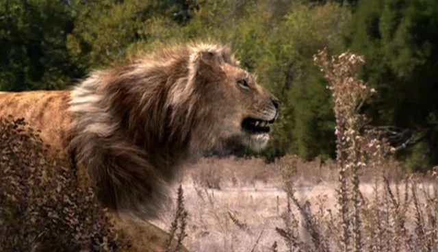 American Lion | Maker Scratchpad YouTube Wiki | Fandom