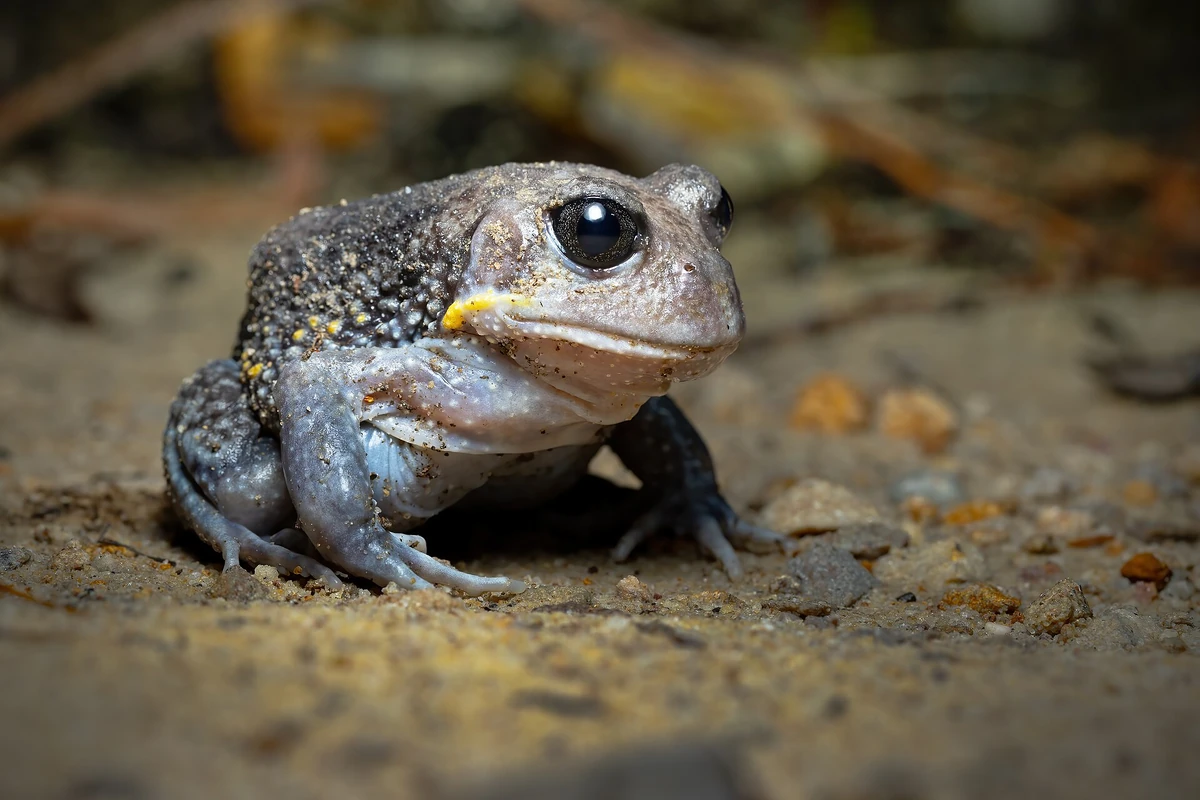 Giant Burrowing Frog | Maker Scratchpad YouTube Wiki | Fandom