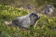 Alaska Marmot | Maker Scratchpad YouTube Wiki | Fandom