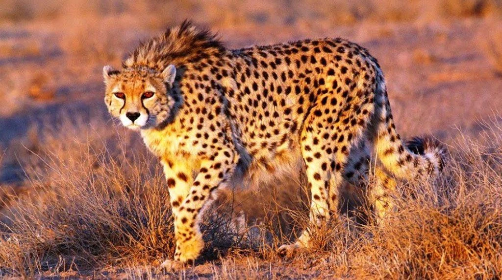 Iranian Cheetah | Maker Scratchpad YouTube Wiki | Fandom