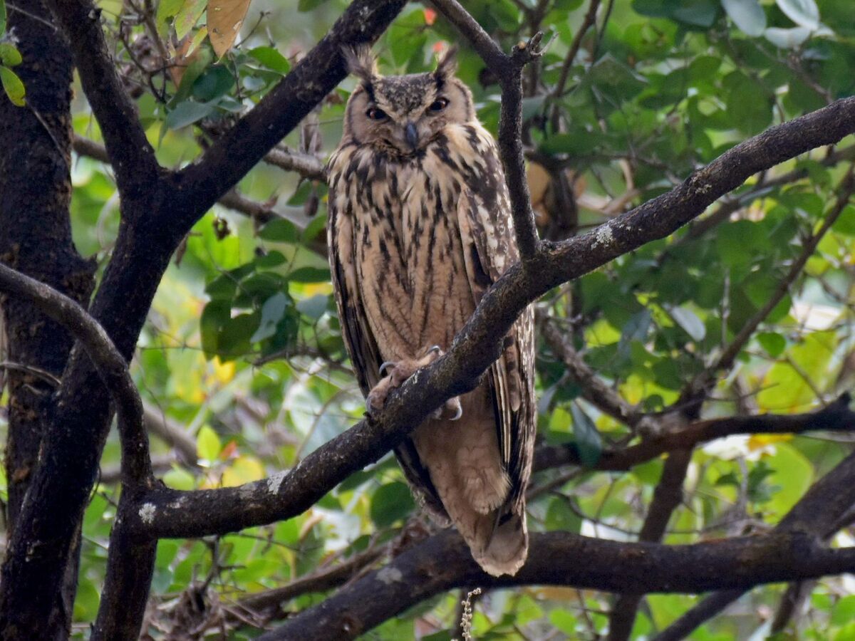 Indian Eagle Owl Maker Scratchpad Youtube Wiki Fandom