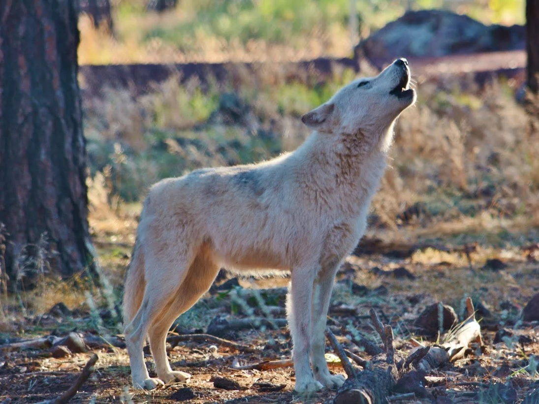 Alaskan Tundra Wolf Maker Scratchpad Youtube Wiki Fandom