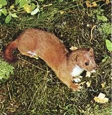 Amazon Weasel | Maker Scratchpad YouTube Wiki | Fandom