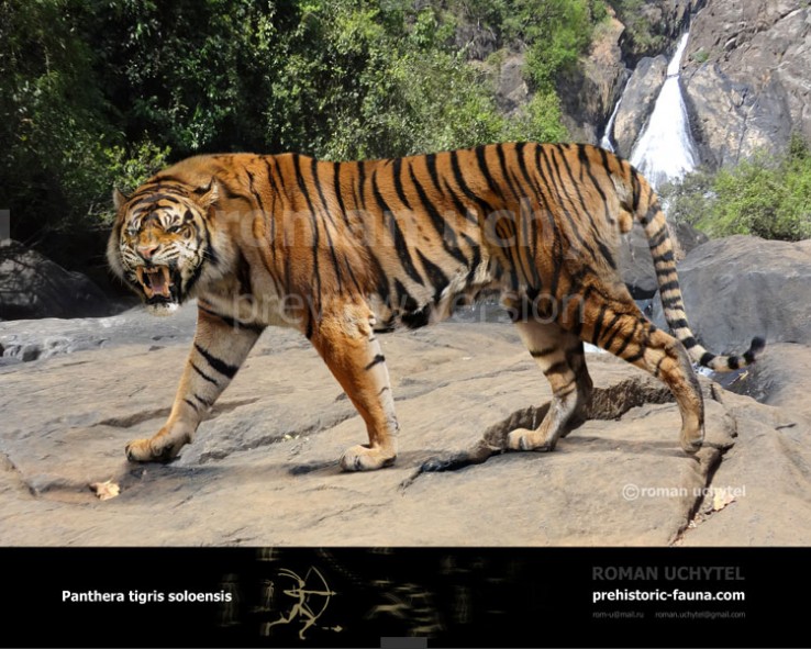 Ngandong Tiger Maker Scratchpad Youtube Wiki Fandom