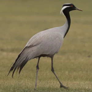 Demoiselle Crane | Maker Scratchpad YouTube Wiki | Fandom