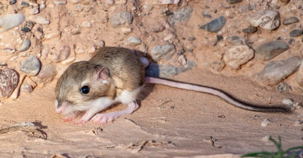 Desert Kangaroo Rat | Maker Scratchpad YouTube Wiki | Fandom