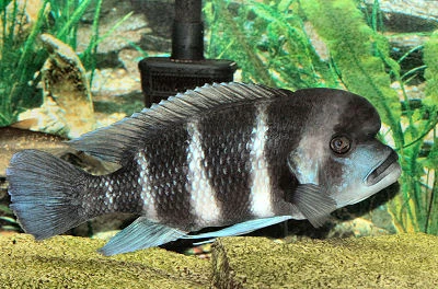 Front Cichlid | Maker Scratchpad YouTube Wiki | Fandom