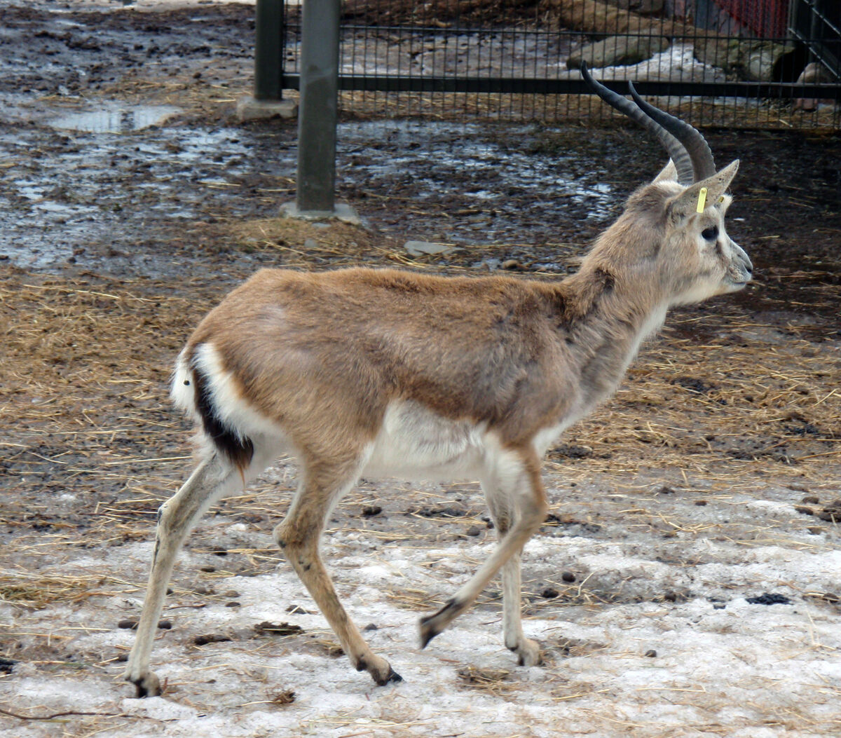 Goitered Gazelle Maker Scratchpad Youtube Wiki Fandom