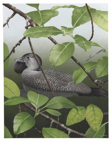 New Zealand Musk Duck | Maker Scratchpad YouTube Wiki | Fandom