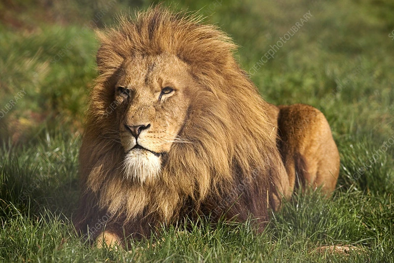 Lion | Maker Scratchpad YouTube Wiki | Fandom