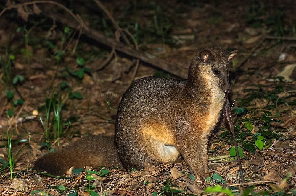 Eastern Falanouc | Maker Scratchpad YouTube Wiki | Fandom