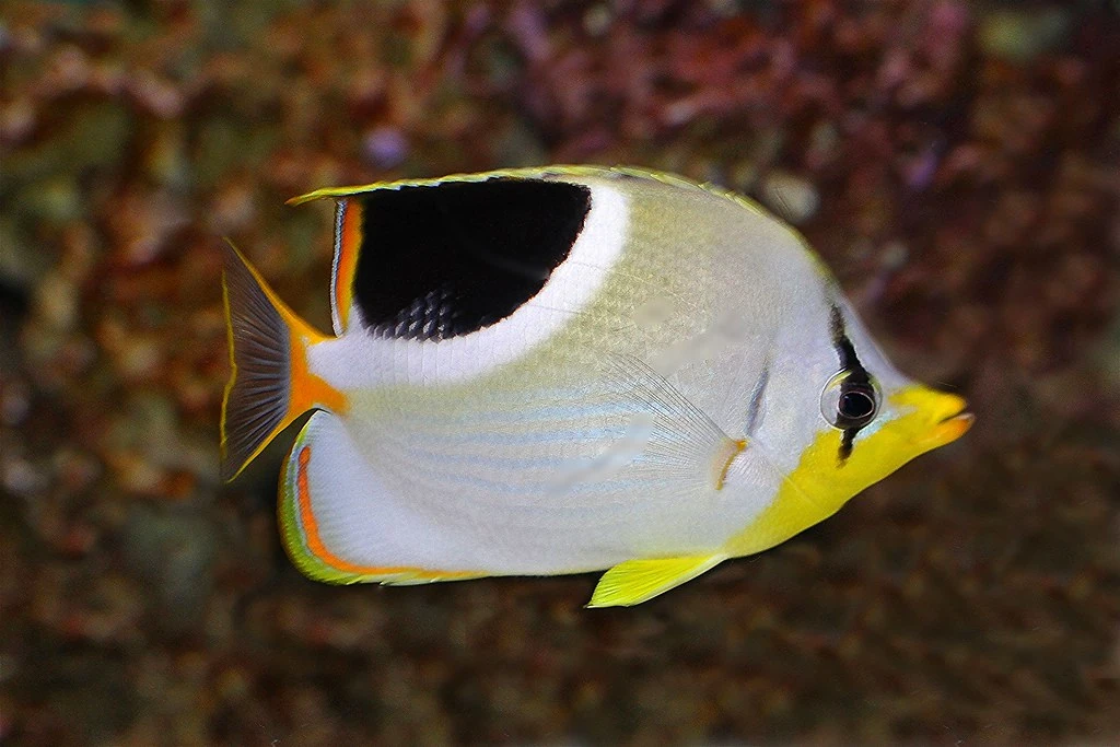 Saddle Butterflyfish | Maker Scratchpad YouTube Wiki | Fandom