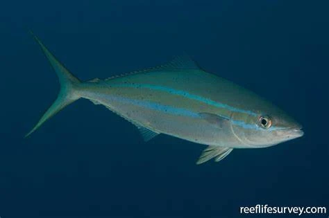 Rainbow Runner | Maker Scratchpad YouTube Wiki | Fandom