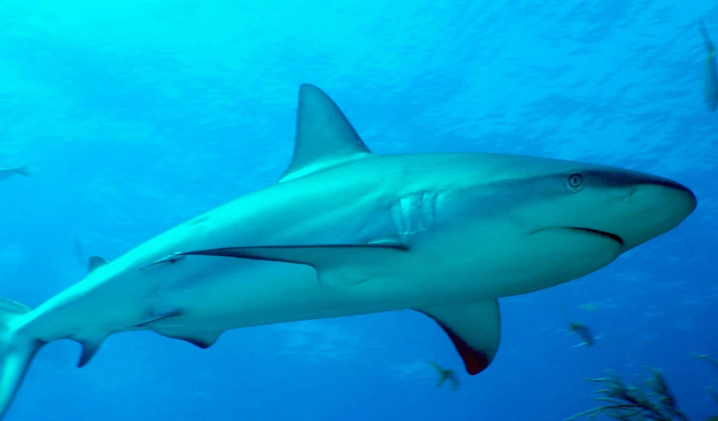 Caribbean Reef Shark | Maker Scratchpad YouTube Wiki | Fandom