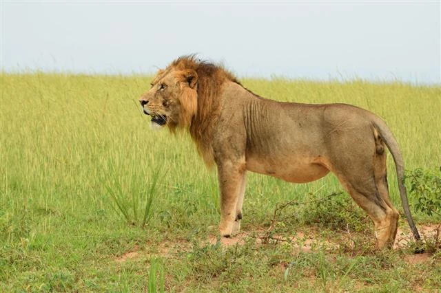 Congo Lion | Maker Scratchpad YouTube Wiki | Fandom