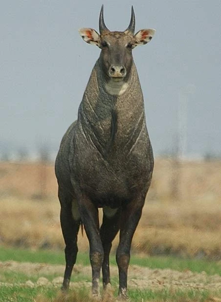 Nilgai | Maker Scratchpad YouTube Wiki | Fandom