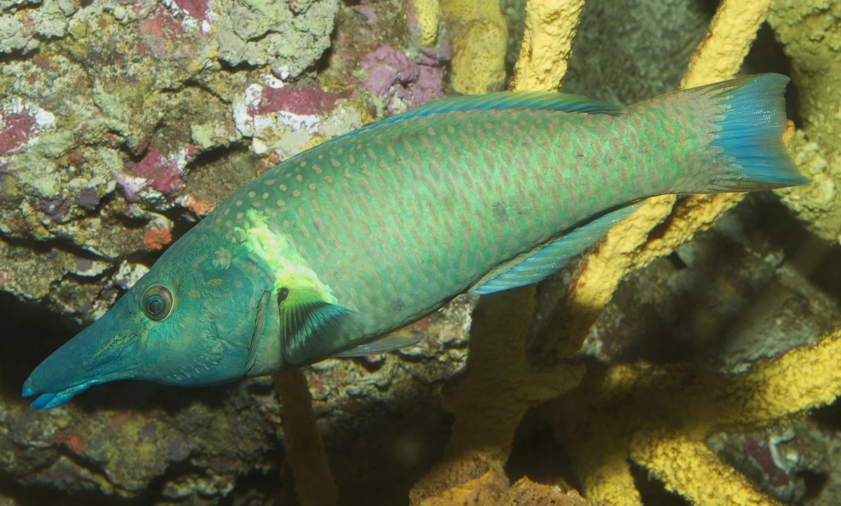 Bird Wrasse | Maker Scratchpad YouTube Wiki | Fandom