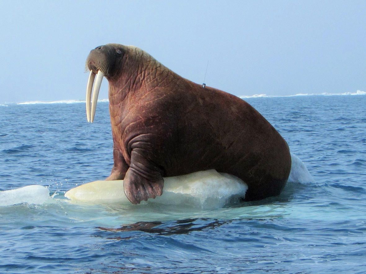 Pacific Walrus Maker Scratchpad Youtube Wiki Fandom