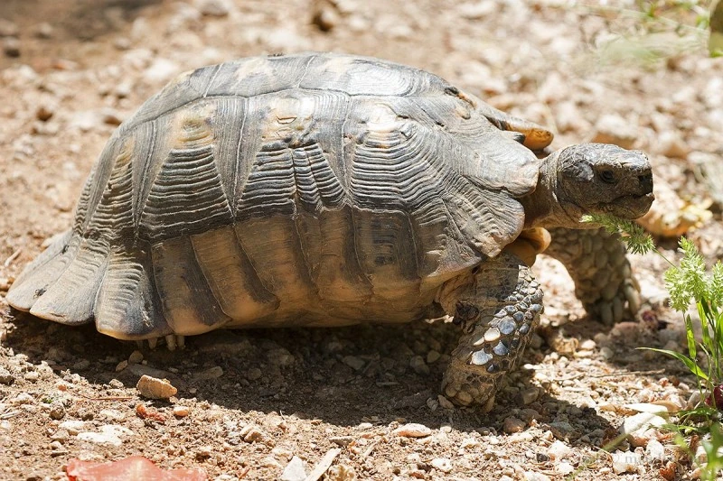 Marginated Tortoise | Maker Scratchpad YouTube Wiki | Fandom
