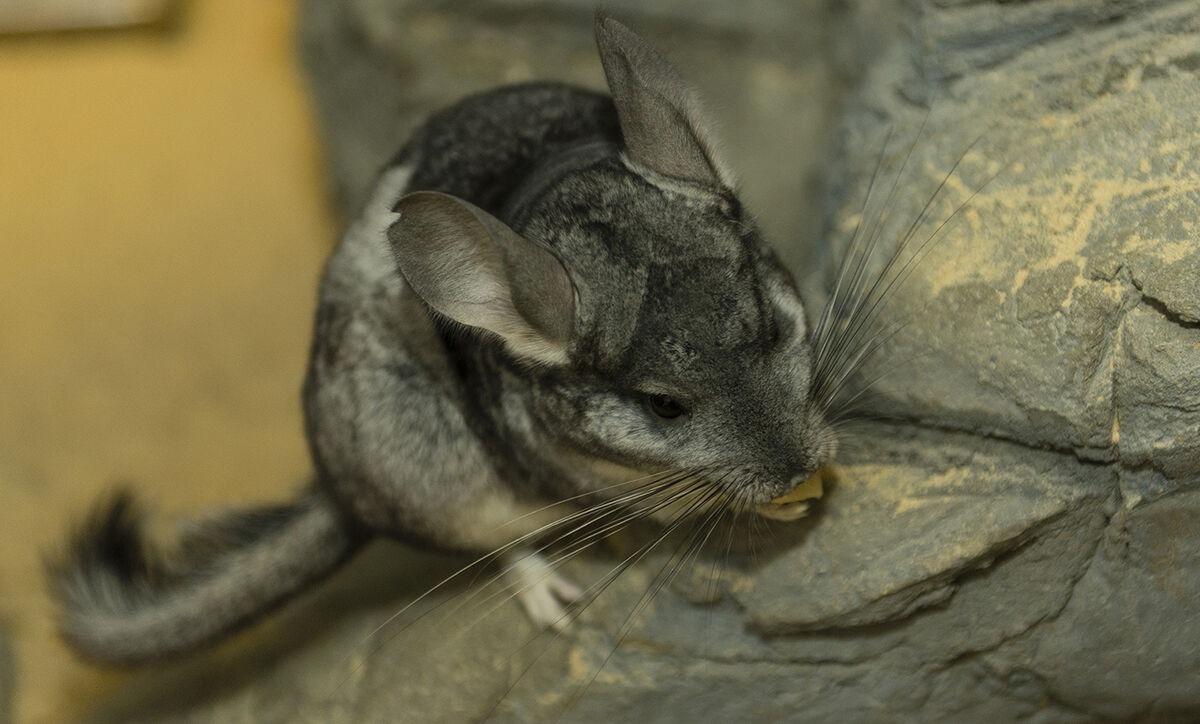 Long Tailed Chinchilla Maker Scratchpad Youtube Wiki Fandom