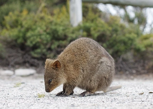 Quokka | Maker Scratchpad YouTube Wiki | Fandom