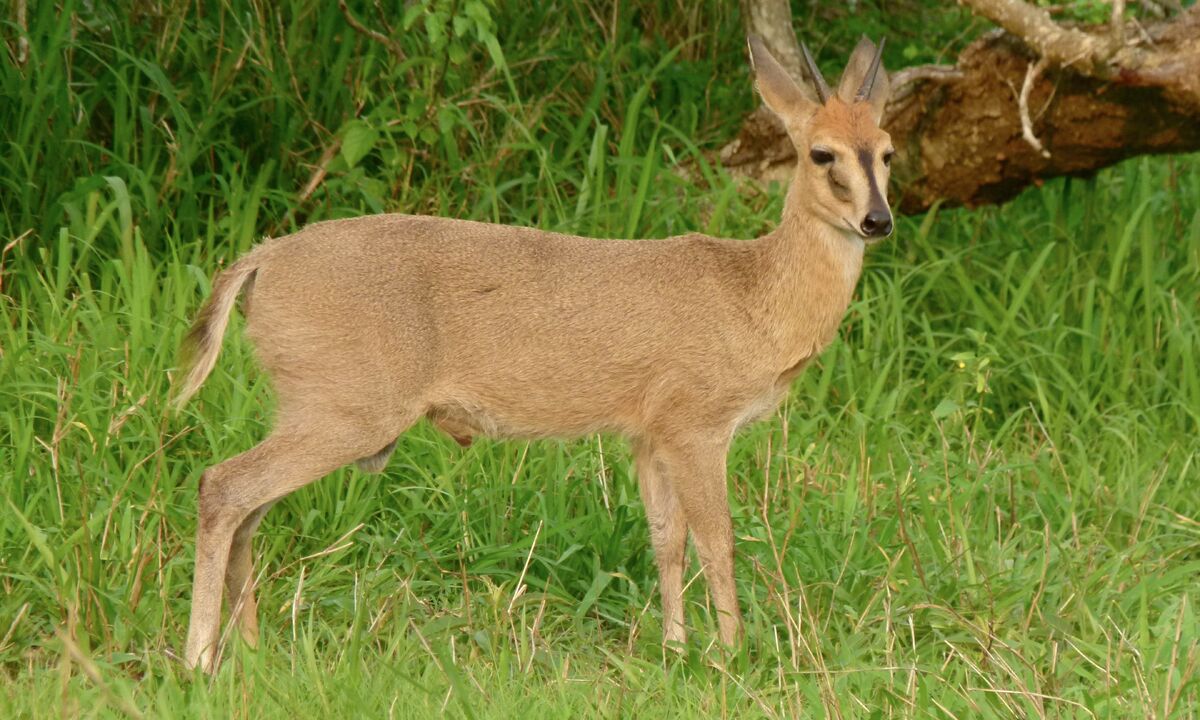 Common Duiker Maker Scratchpad Youtube Wiki Fandom