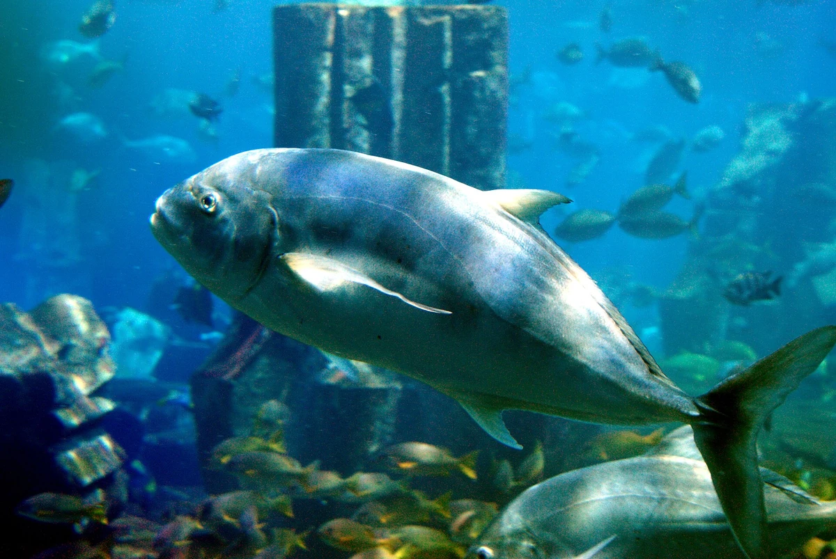 Golden Trevally | Maker Scratchpad YouTube Wiki | Fandom