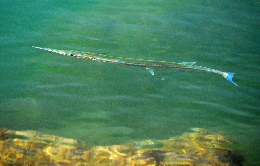 Atlantic Needlefish | Maker Scratchpad YouTube Wiki | Fandom