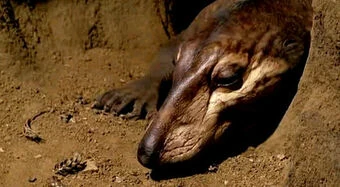 Thrinaxodon | Maker Scratchpad YouTube Wiki | Fandom