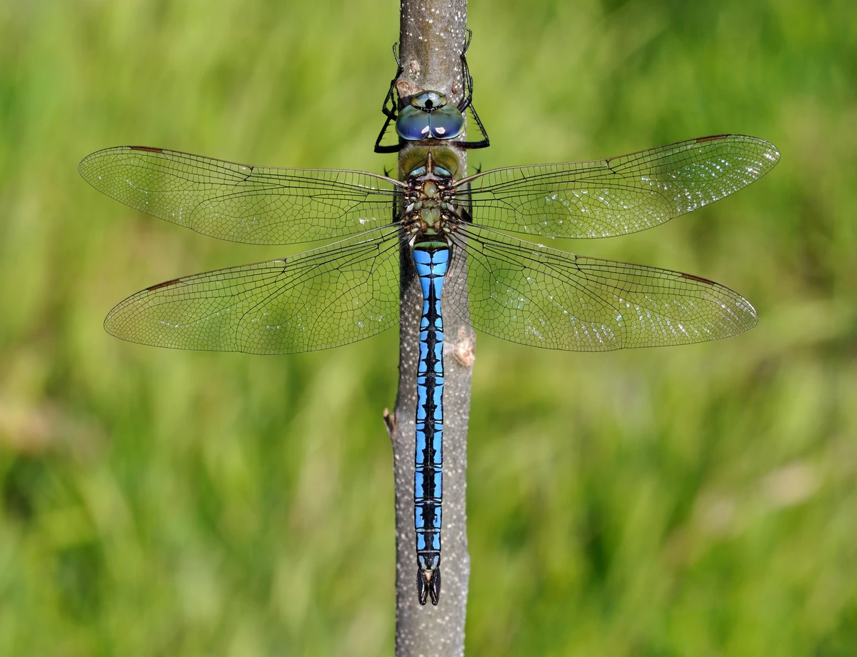 Emperor Dragonfly | Maker Scratchpad YouTube Wiki | Fandom