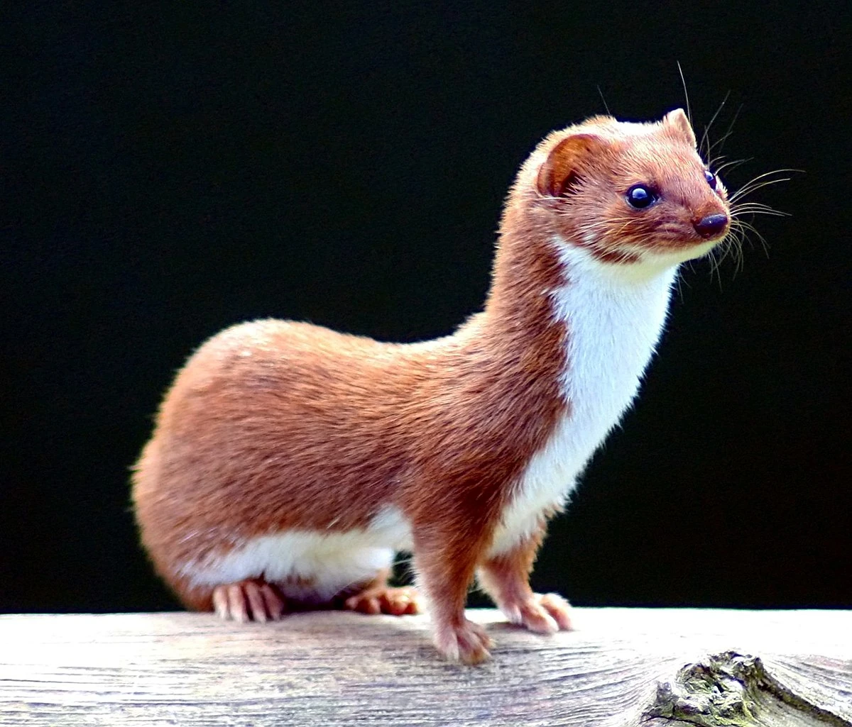 Least Weasel | Maker Scratchpad YouTube Wiki | Fandom