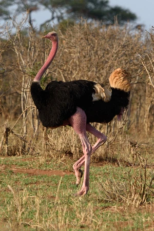 Bird Age series | Maker Scratchpad YouTube Wiki | Fandom