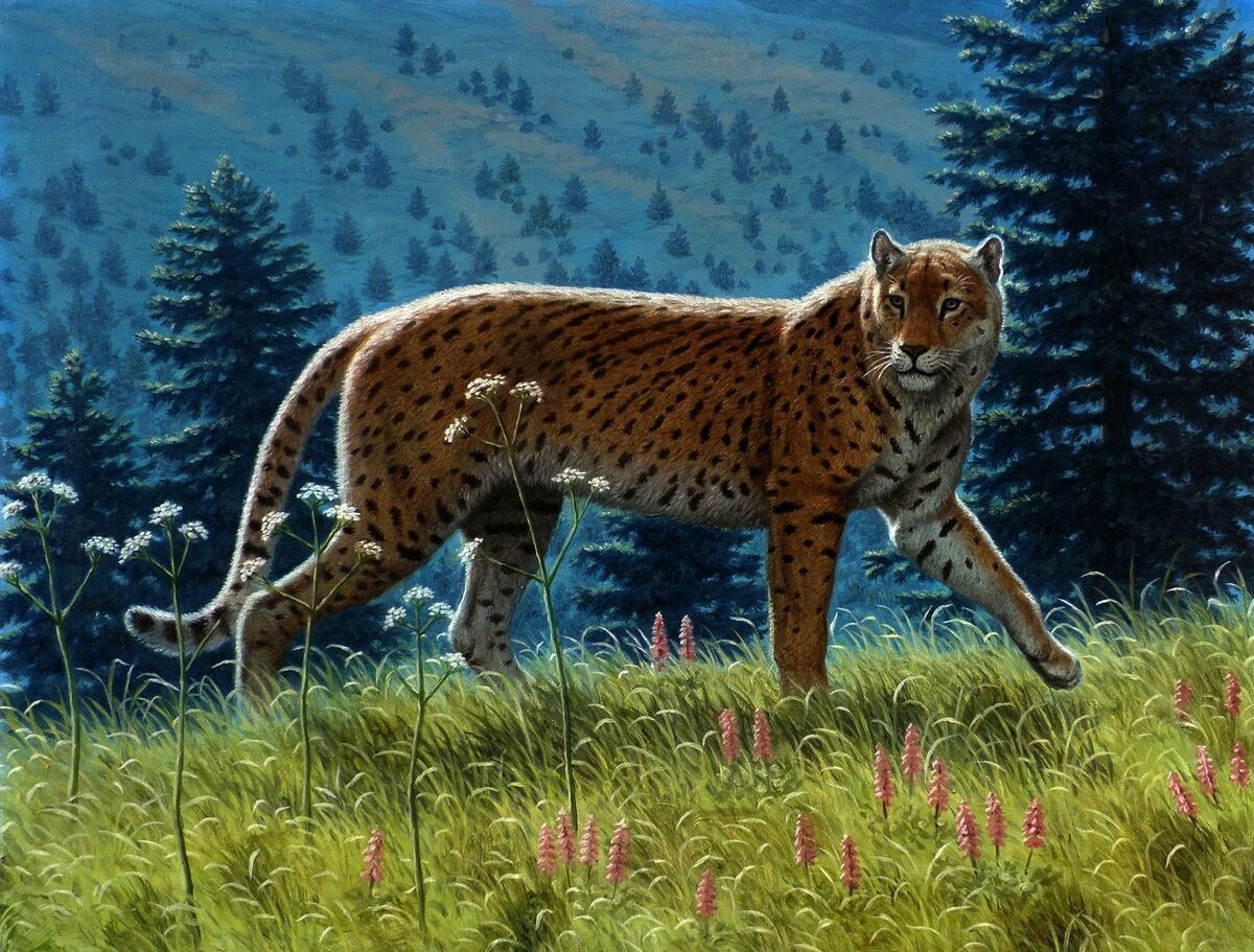 American Cheetah Maker Scratchpad Youtube Wiki Fandom