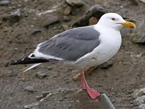 American Herring Gull | Maker Scratchpad YouTube Wiki | Fandom