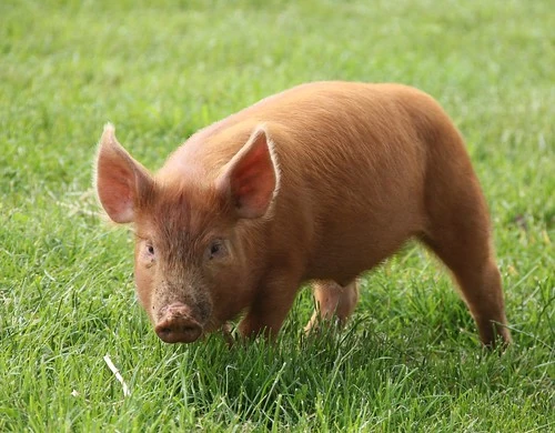 Tamworth Pig | Maker Scratchpad YouTube Wiki | Fandom