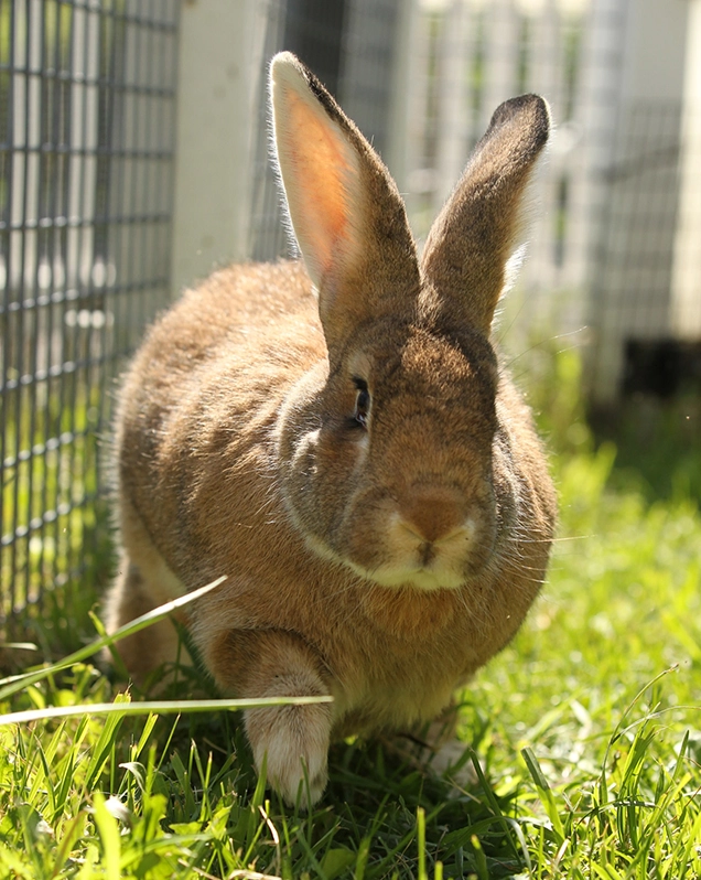 Domestic Rabbit | Maker Scratchpad YouTube Wiki | Fandom