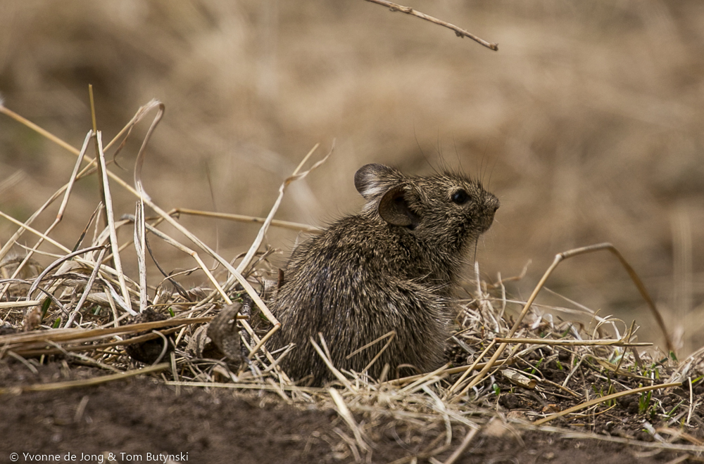 Abyssinian Grass Rat Maker Scratchpad Youtube Wiki Fandom
