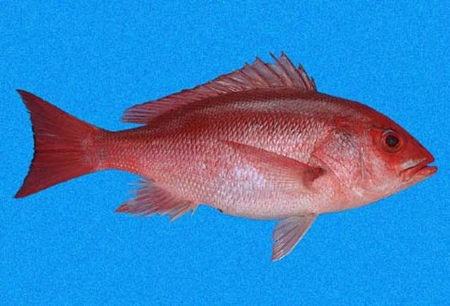 Pacific Red Snapper | Maker Scratchpad YouTube Wiki | Fandom