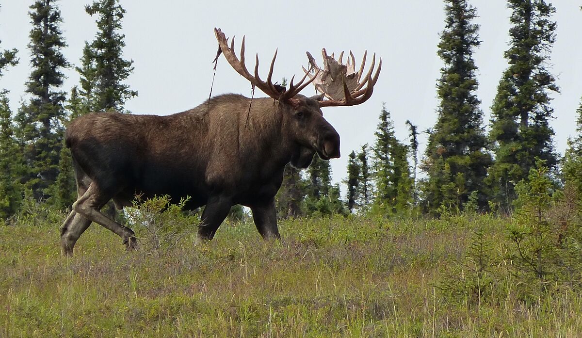 Moose Maker Scratchpad Youtube Wiki Fandom