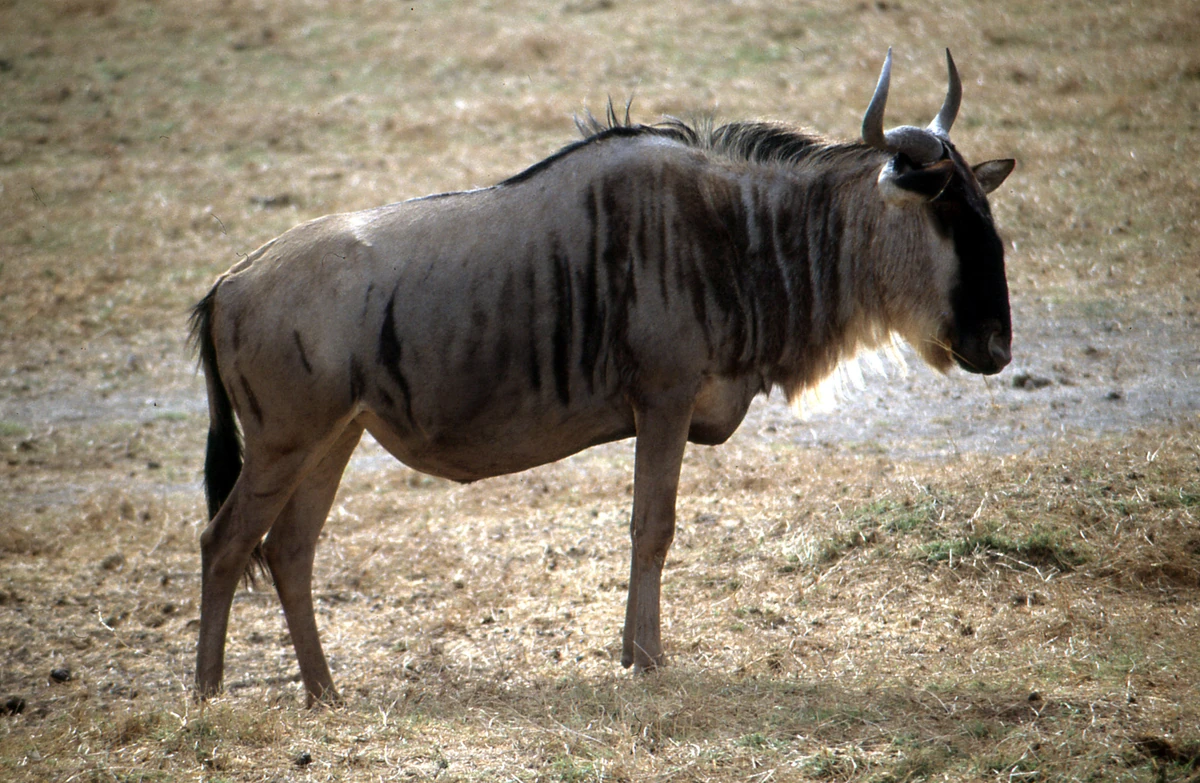 Eastern White-Bearded Wildebeest | Maker Scratchpad YouTube Wiki | Fandom